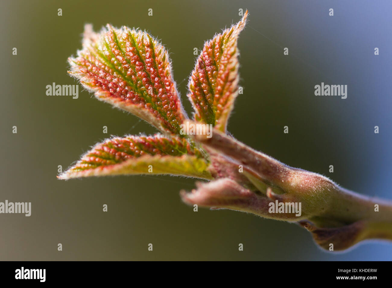 aufgehende Knospe im Frühjahr Stock Photo - Alamy