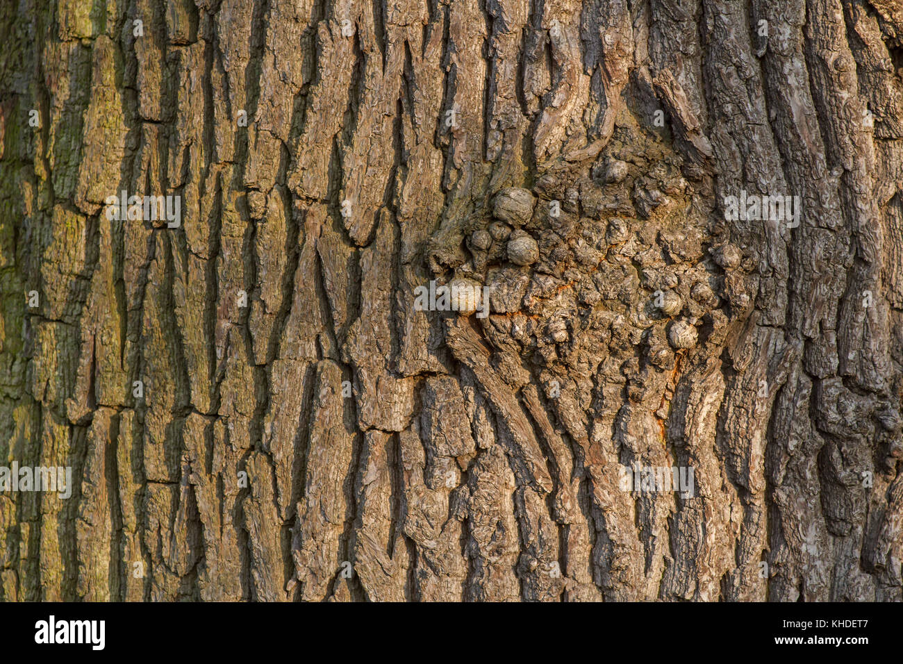 Rinde eines Baumes Stock Photo - Alamy