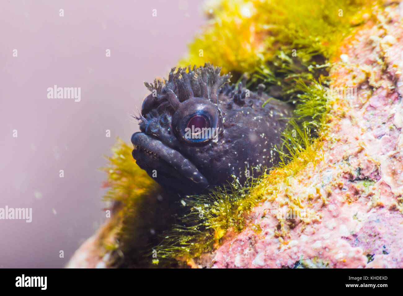 Fringehead Blenny, Neoclinus bryope (Jordan & Snyder, 1902) in a small ...