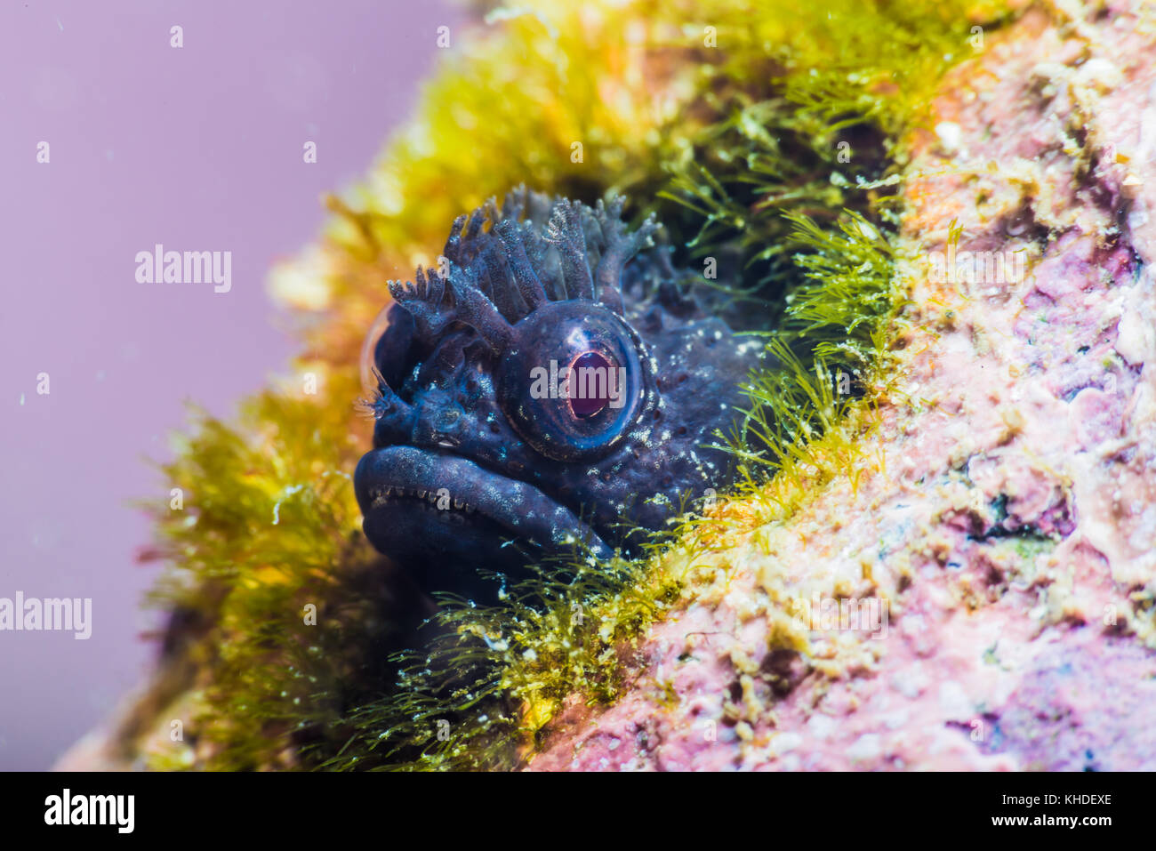Fringehead blenny hi-res stock photography and images - Alamy