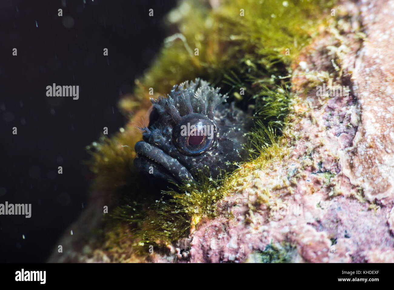 Fringehead Blenny, Neoclinus bryope (Jordan & Snyder, 1902) in a small ...