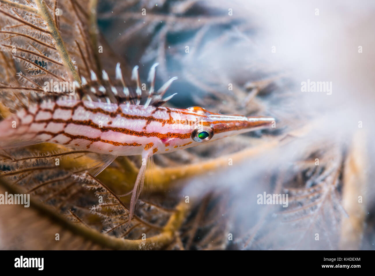 Longnose hawkfish, Oxycirrhites typus Bleeker, 1857 on the blanch of ...