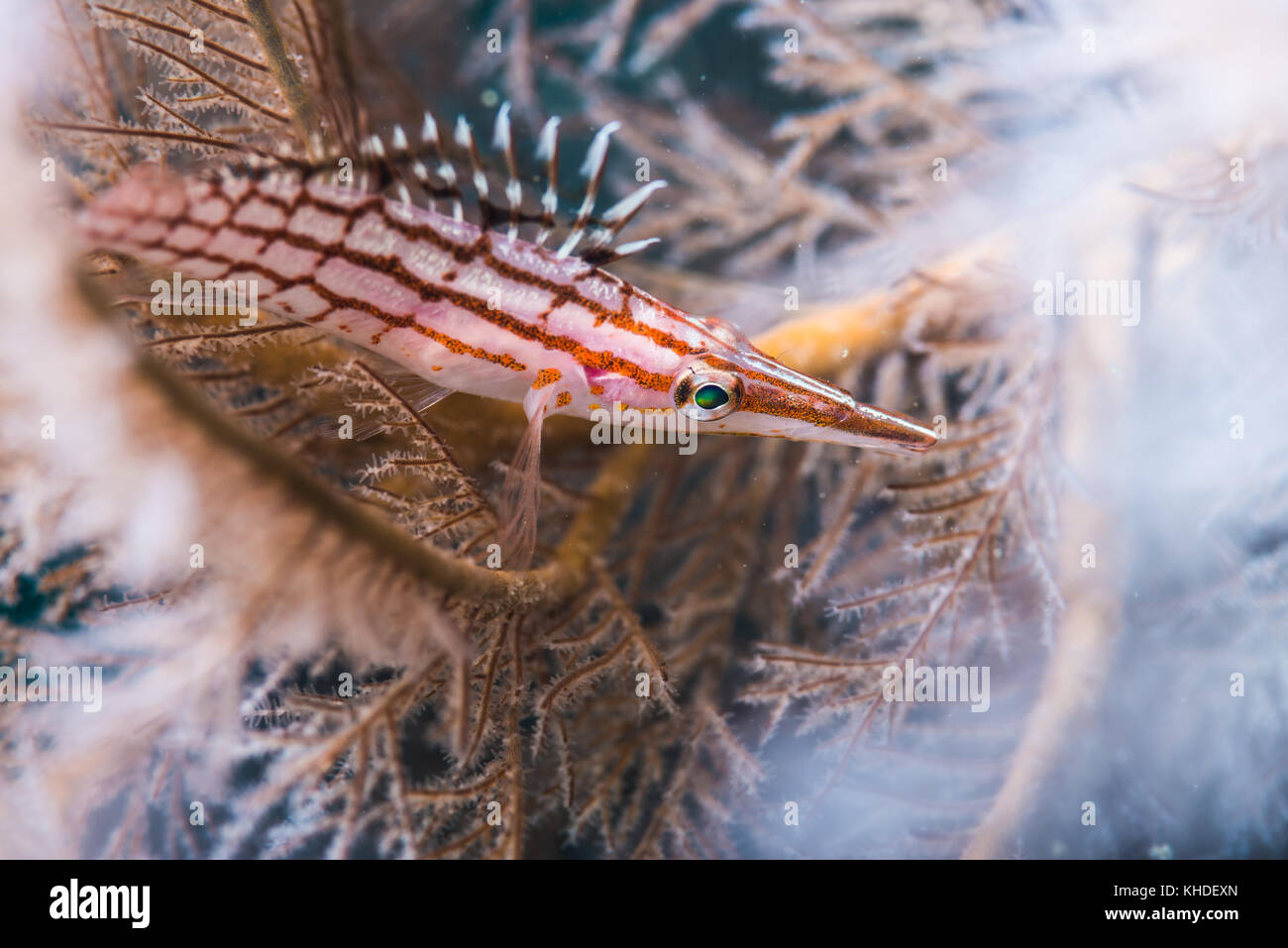Long nose hawk fish hi-res stock photography and images - Alamy