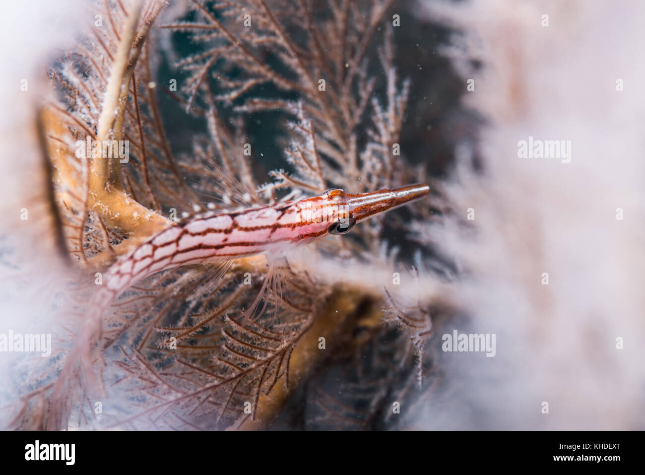 Longnose hawkfish, Oxycirrhites typus Bleeker, 1857 on the blanch of ...