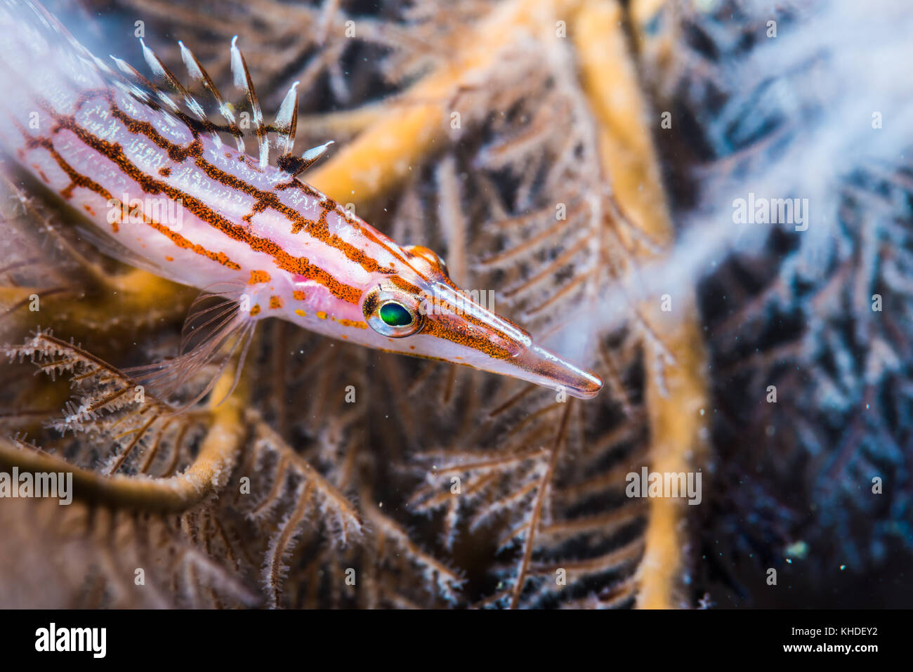 Longnose hawkfish, Oxycirrhites typus Bleeker, 1857 on the blanch of ...