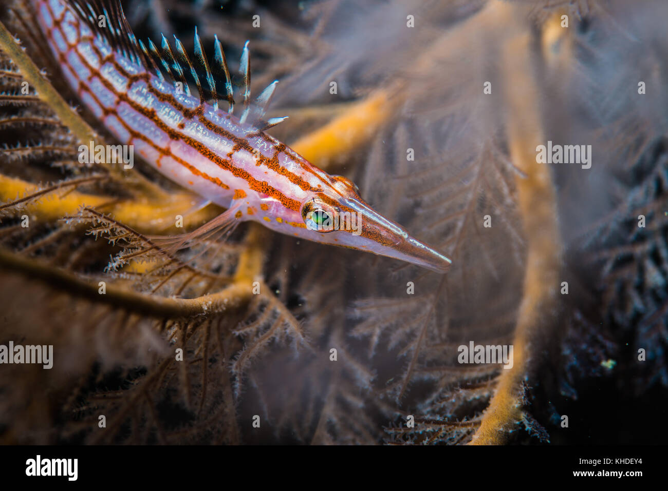 Longnose hawkfishes hi-res stock photography and images - Alamy
