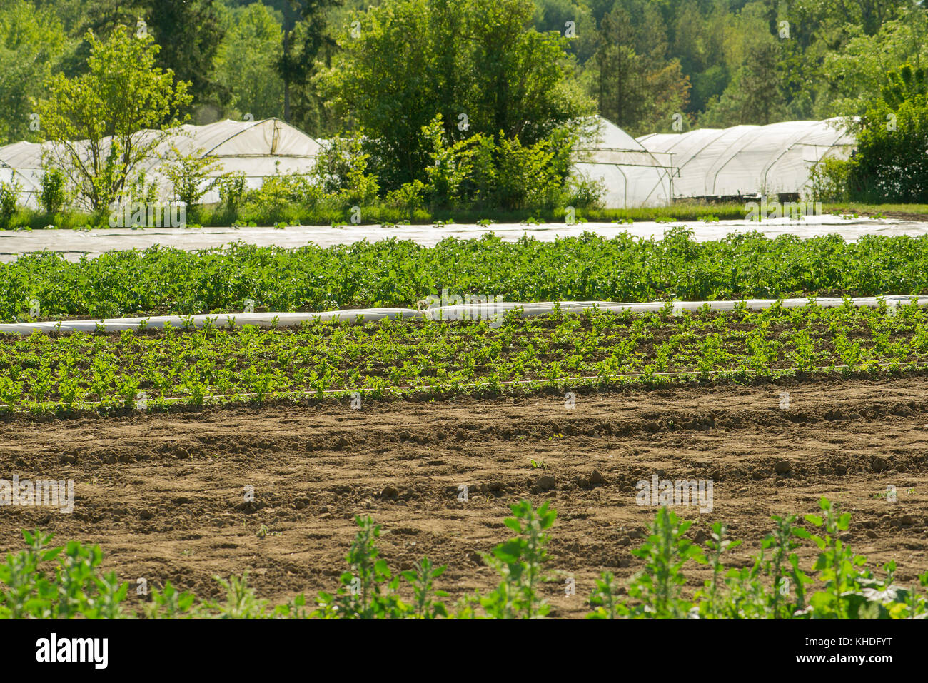 Greenhouses of vegetable crops hi-res stock photography and images - Alamy