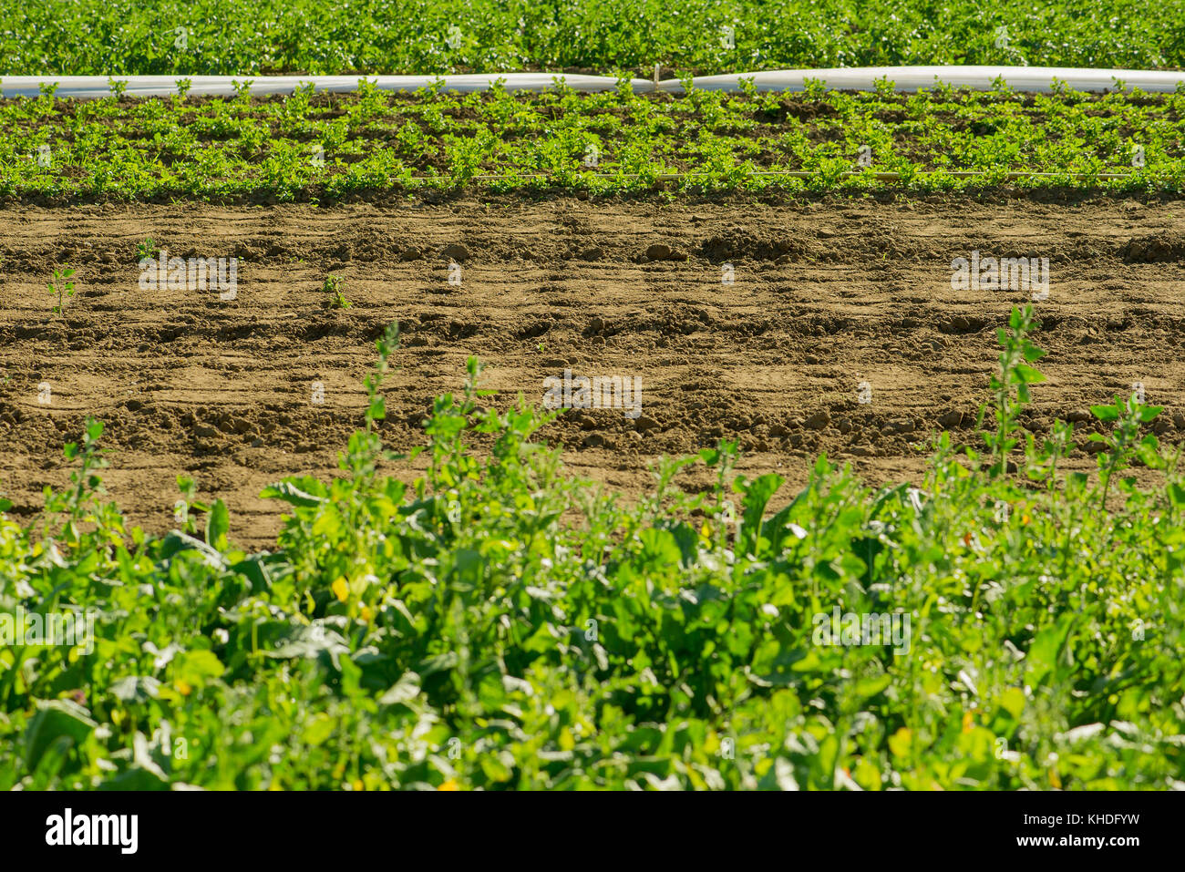 Crops growing in field Stock Photo - Alamy