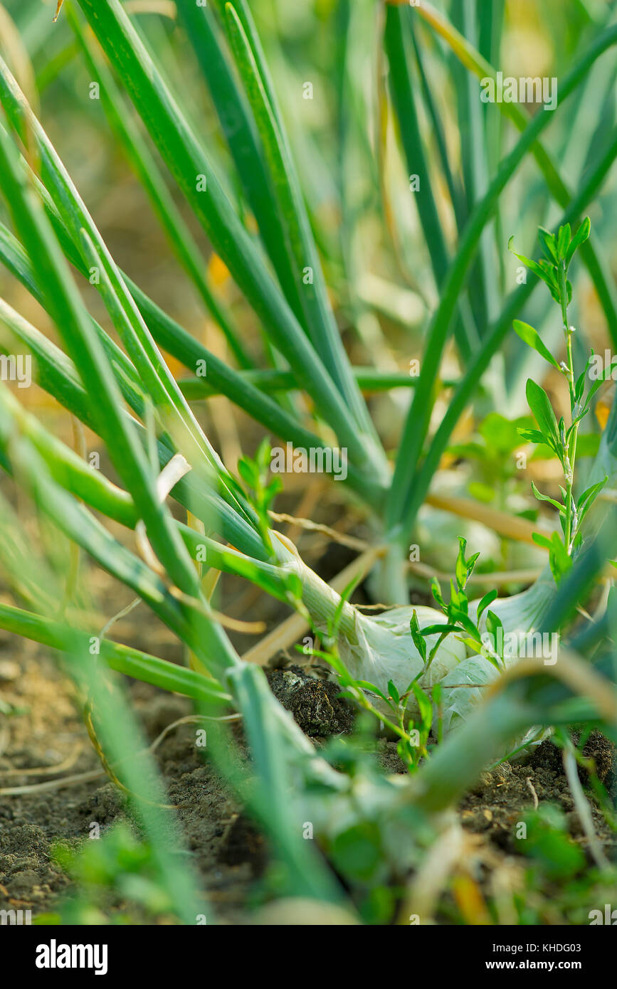 Close-up of spring onion plants Stock Photo - Alamy