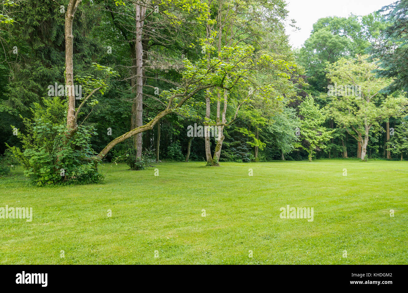 idyllic park scenery with trees and grass at summer time Stock Photo ...