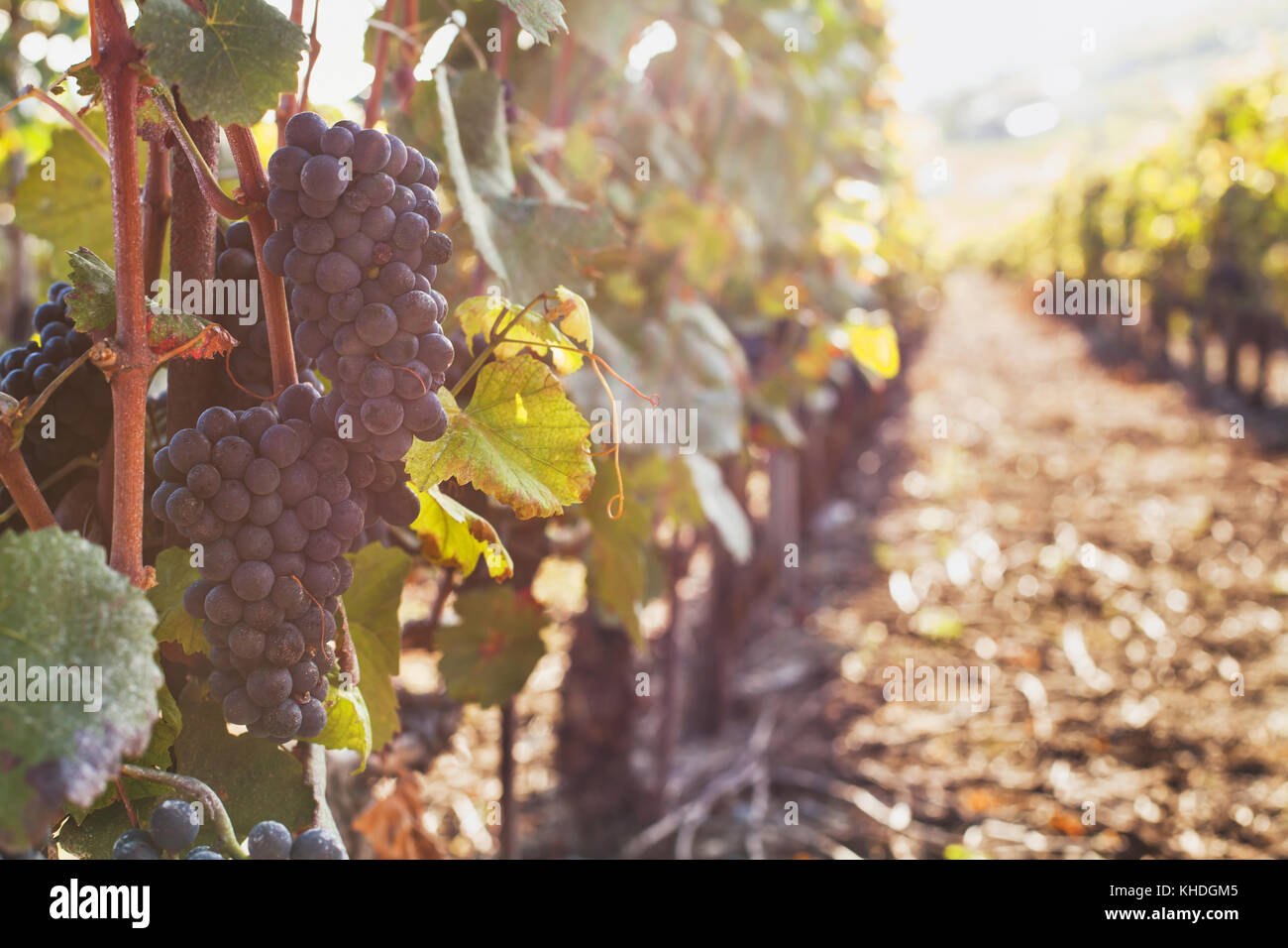 Grape farm south africa hi-res stock photography and images - Alamy