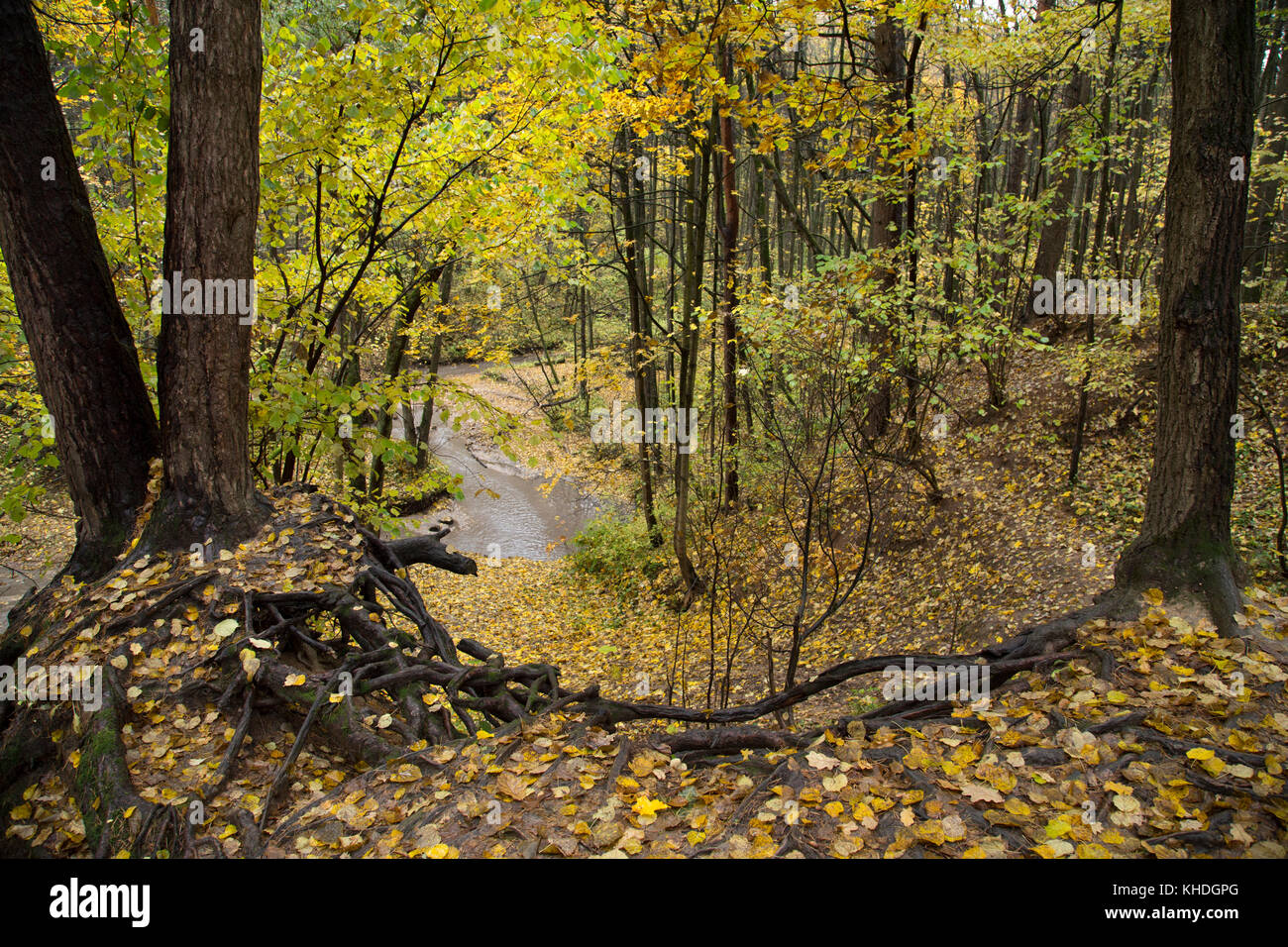 Beautiful Autumn in the Forest Stock Photo - Alamy