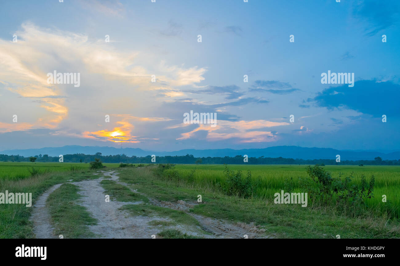 Assam paddy field hi-res stock photography and images - Alamy