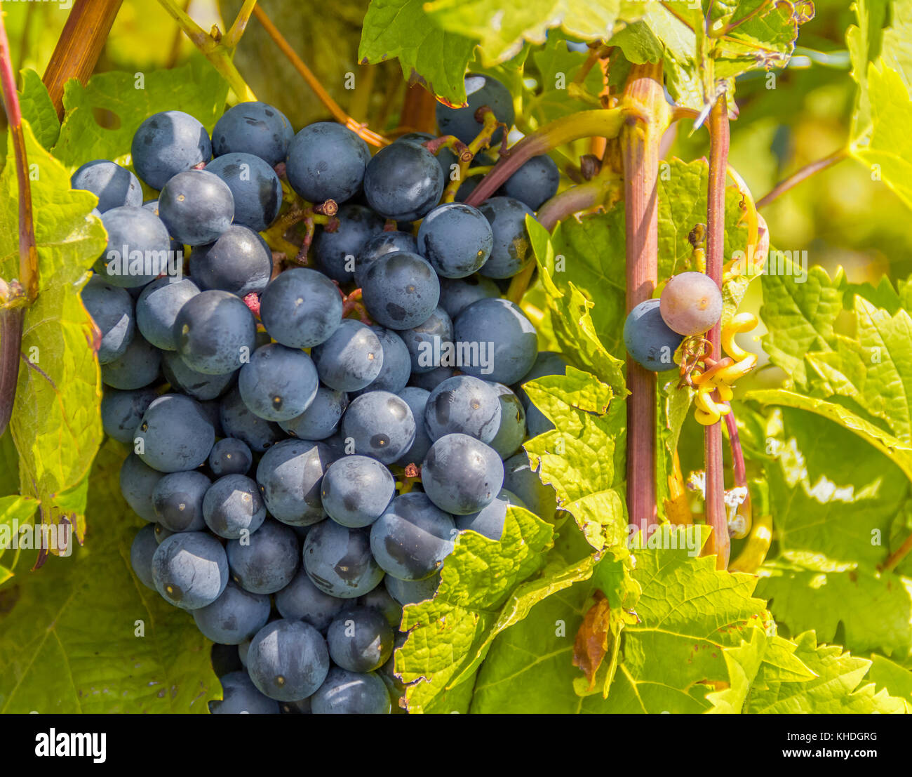 detail of blue grapes in a sunny illuminated vineyard Stock Photo - Alamy