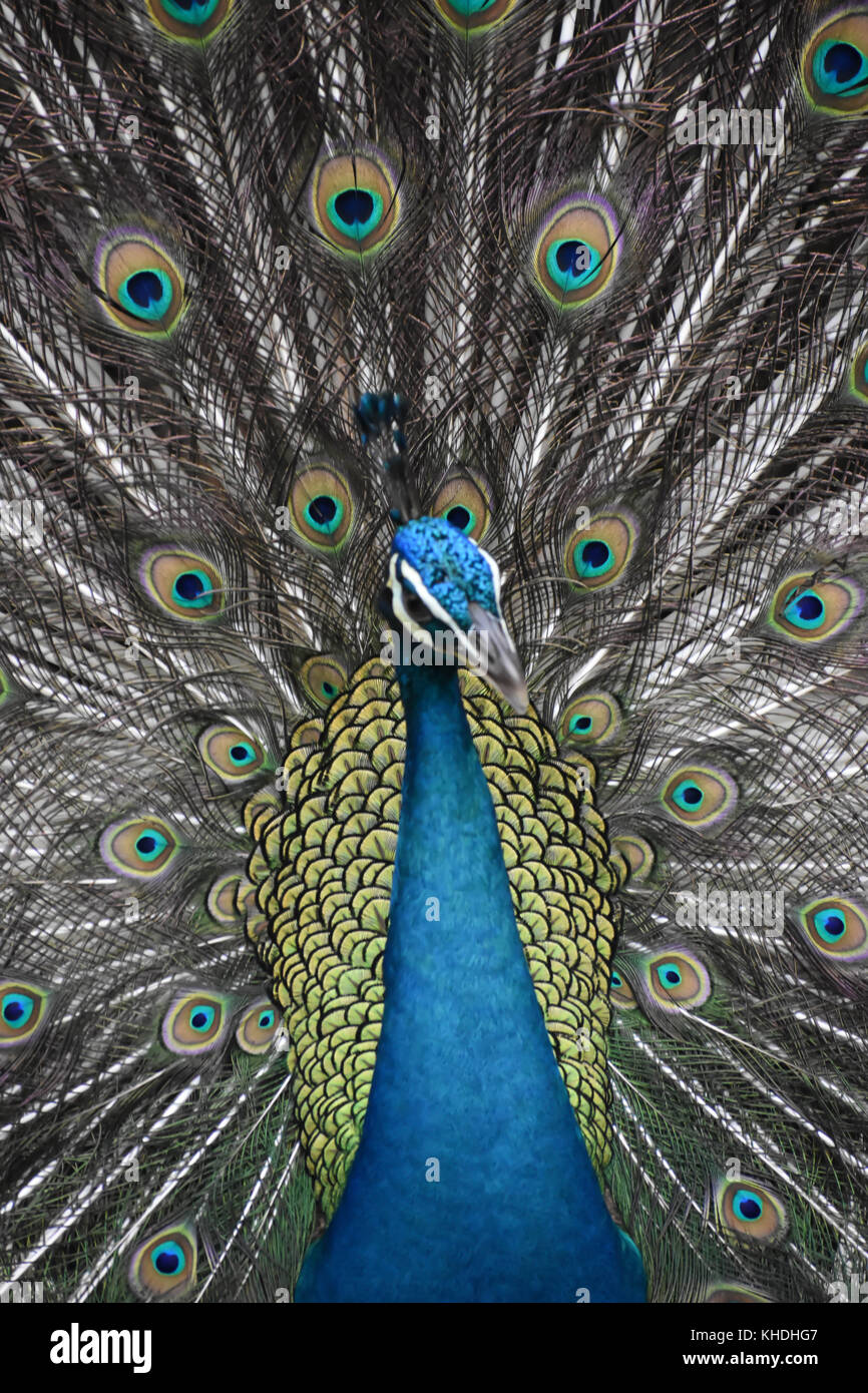 Peacock Dance High Resolution Stock Photography and Images - Alamy