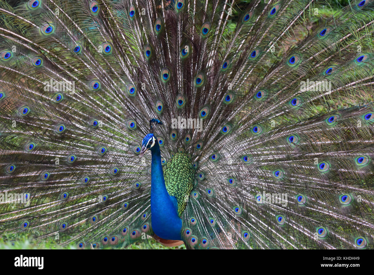 Close up of peacock showing its beautiful feathers Stock Photo - Alamy