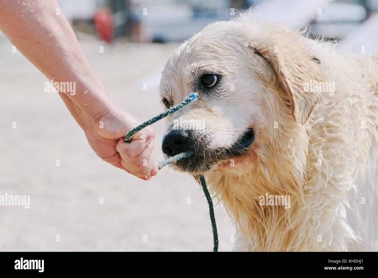 Yellow Labrador on the beach pulling a rope on himself Stock Photo - Alamy