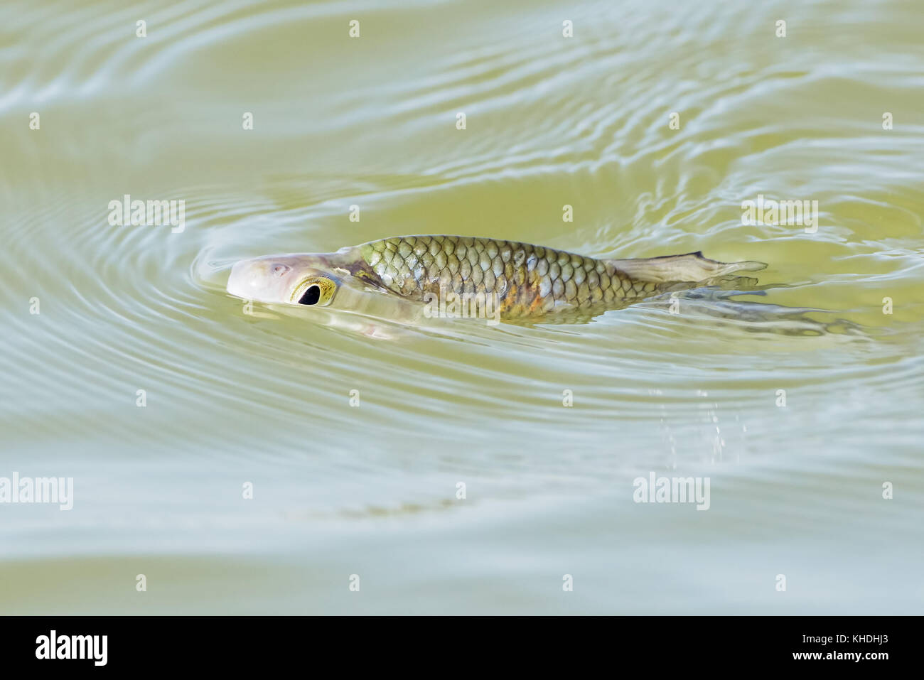 The little fish floating on the surface of sea summer day Stock Photo ...