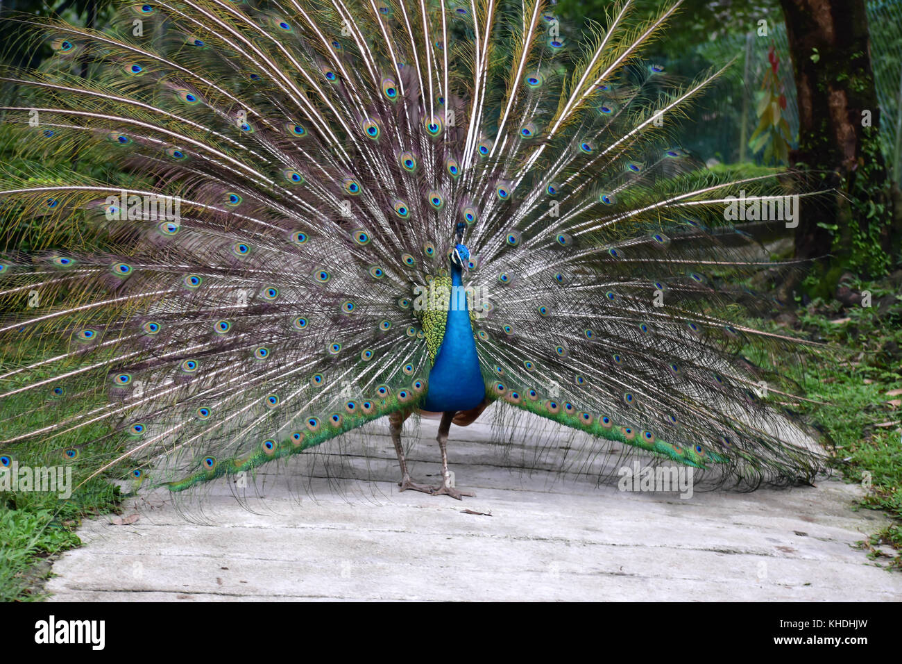 Peacock Dance Display Stock Photo - Alamy