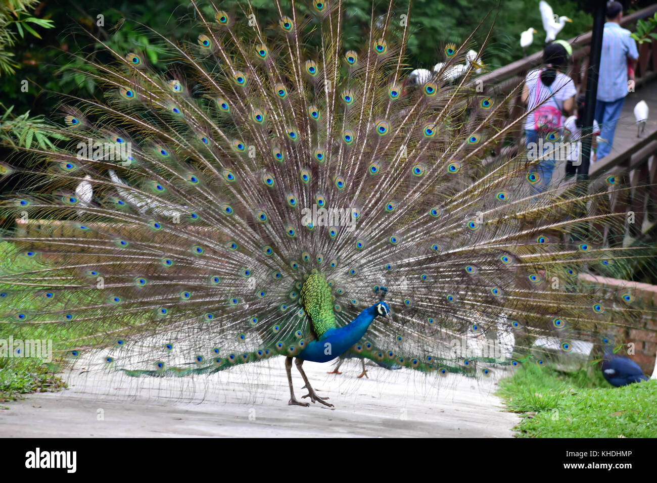 Peacock Open Tail Feathers Stock Photo - Alamy