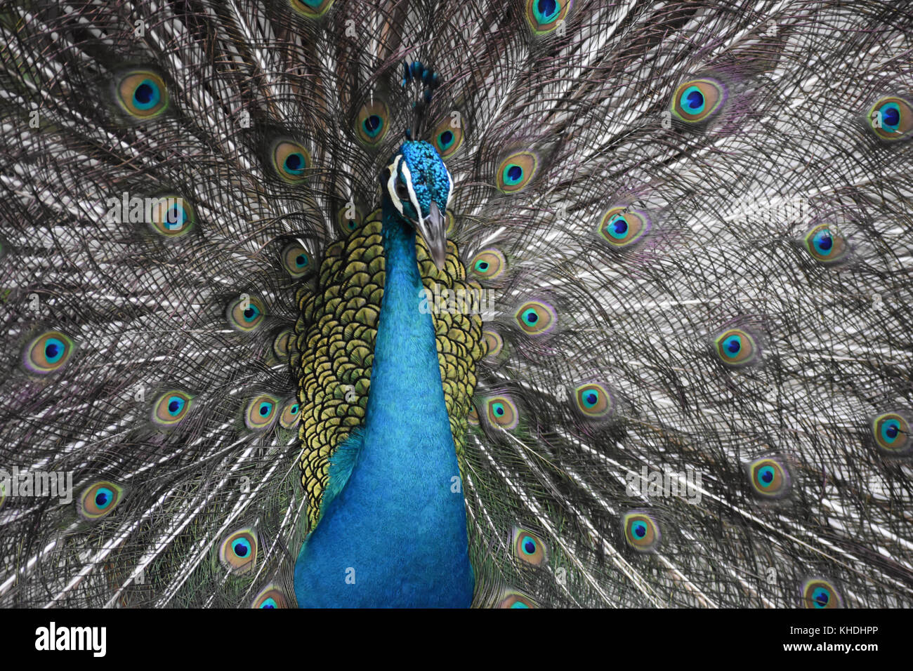 Peacock dancing open feathers hi-res stock photography and images - Alamy