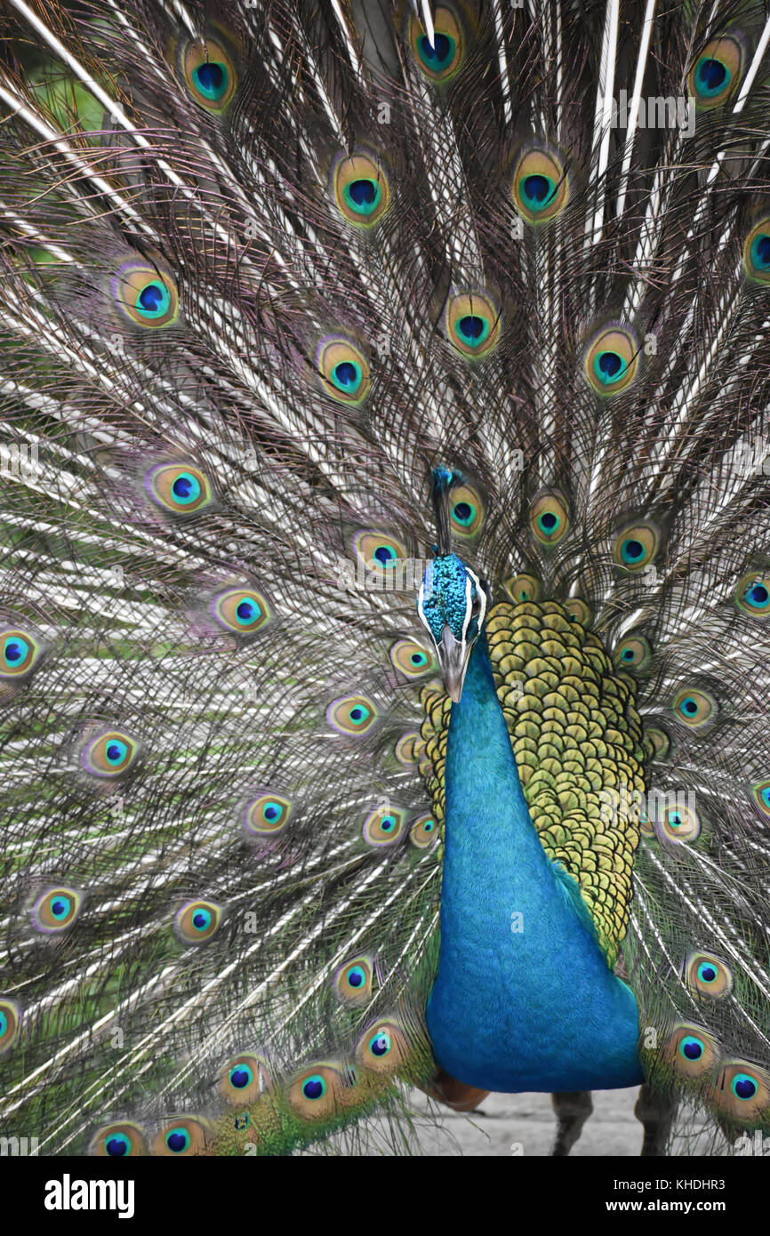 Peacock In Open Feathers Stock Photo - Alamy