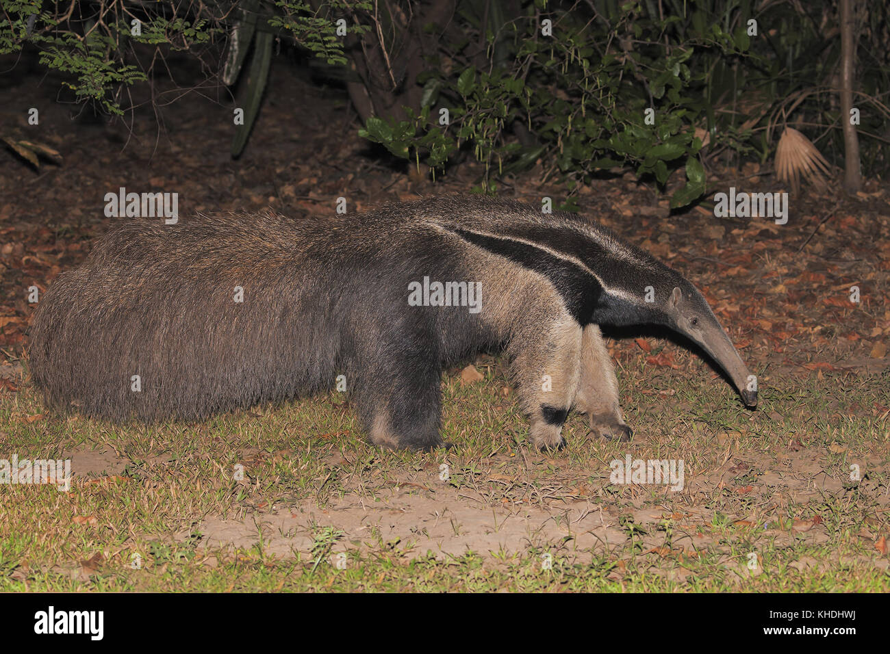 Giant anteater tongue hi-res stock photography and images - Alamy