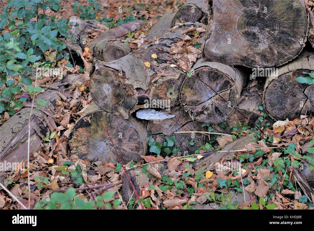 tree trunks fallen Stock Photo - Alamy