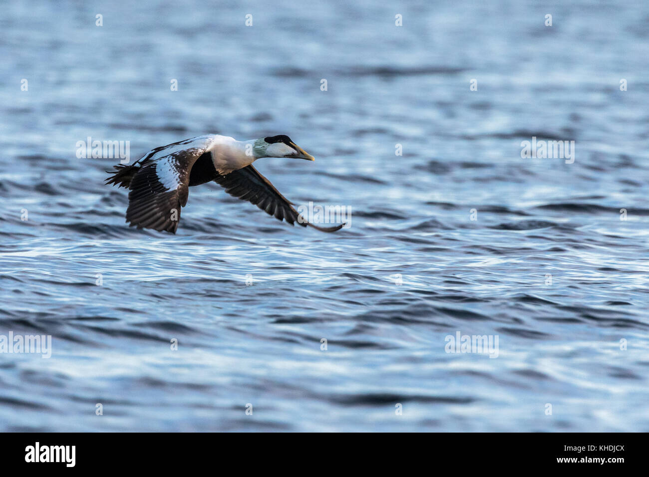 King eider flight hi-res stock photography and images - Alamy