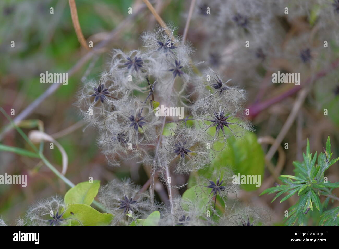 old mans beard weed Stock Photo - Alamy