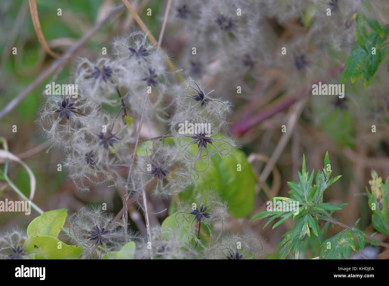 old mans beard weed Stock Photo - Alamy