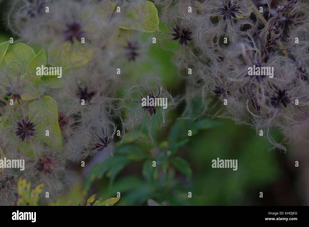 old mans beard weed Stock Photo - Alamy