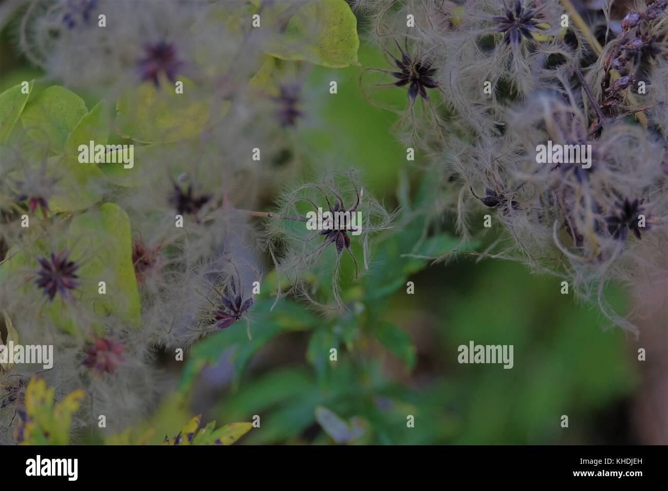 old mans beard weed Stock Photo - Alamy