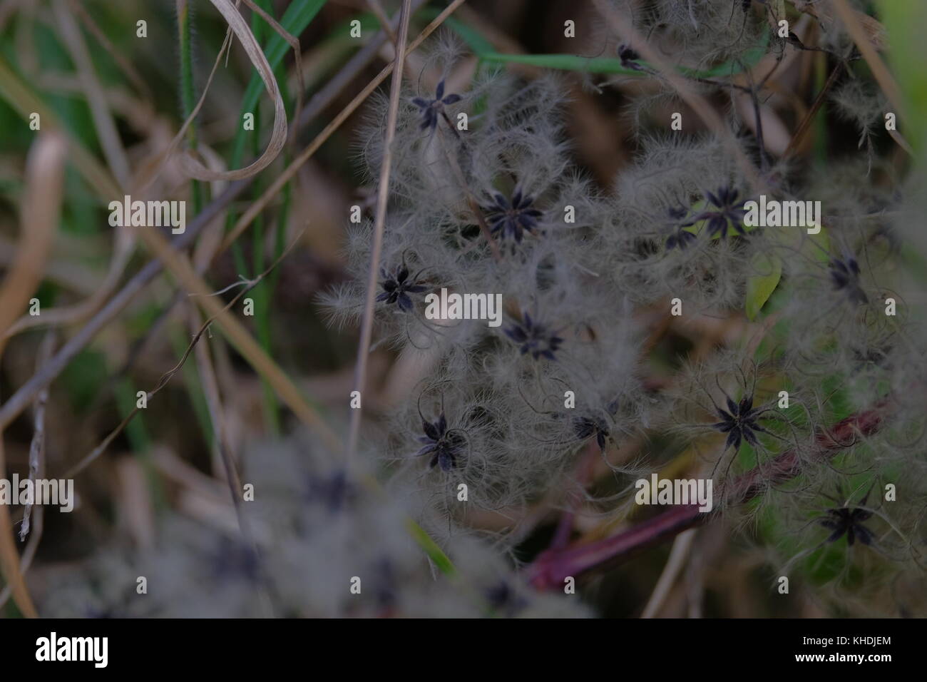 old mans beard weed Stock Photo - Alamy