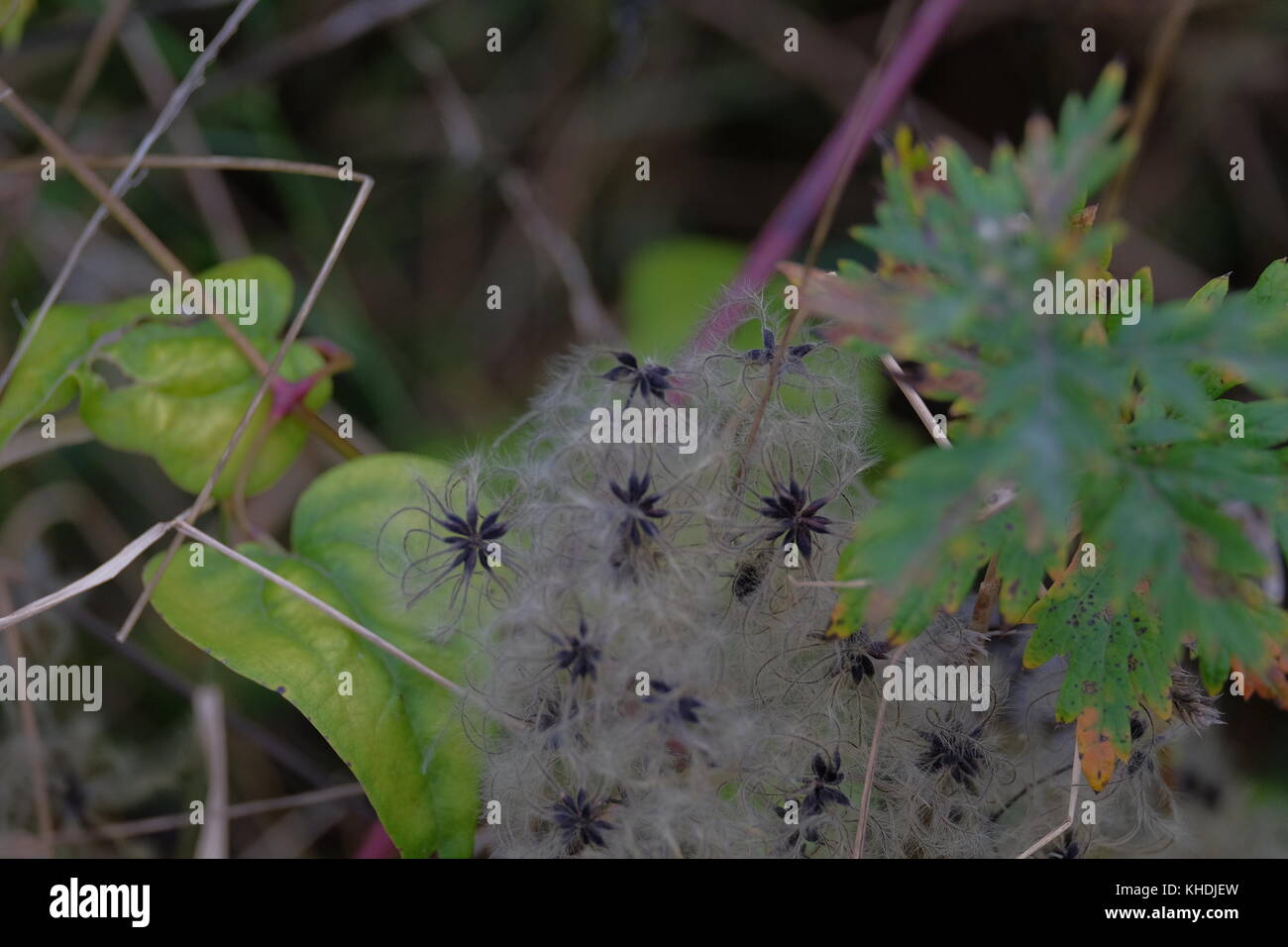old mans beard weed Stock Photo - Alamy