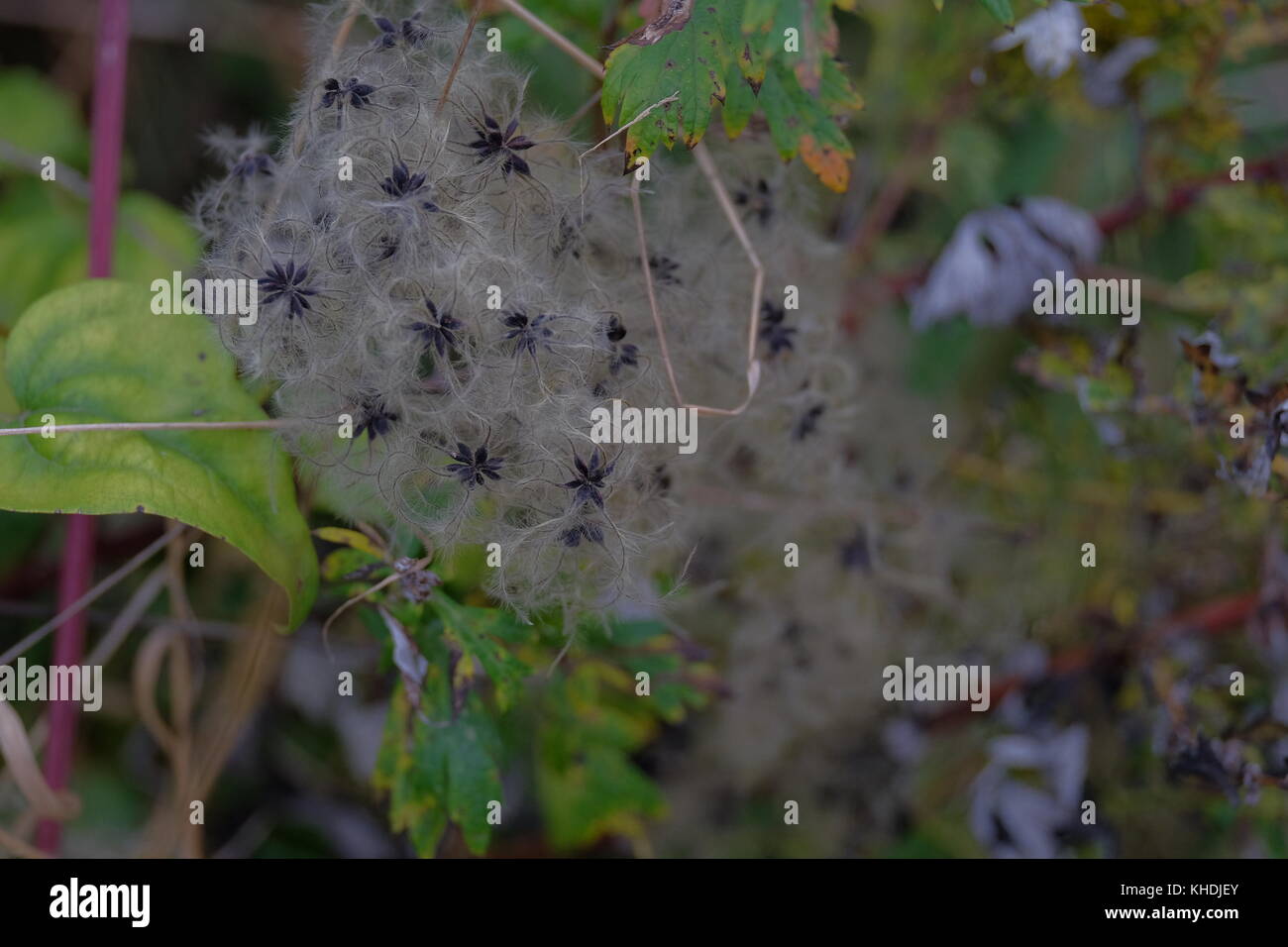 old mans beard weed Stock Photo - Alamy