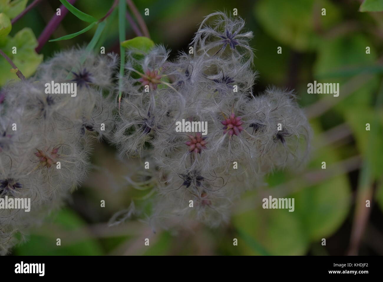 old mans beard weed Stock Photo - Alamy