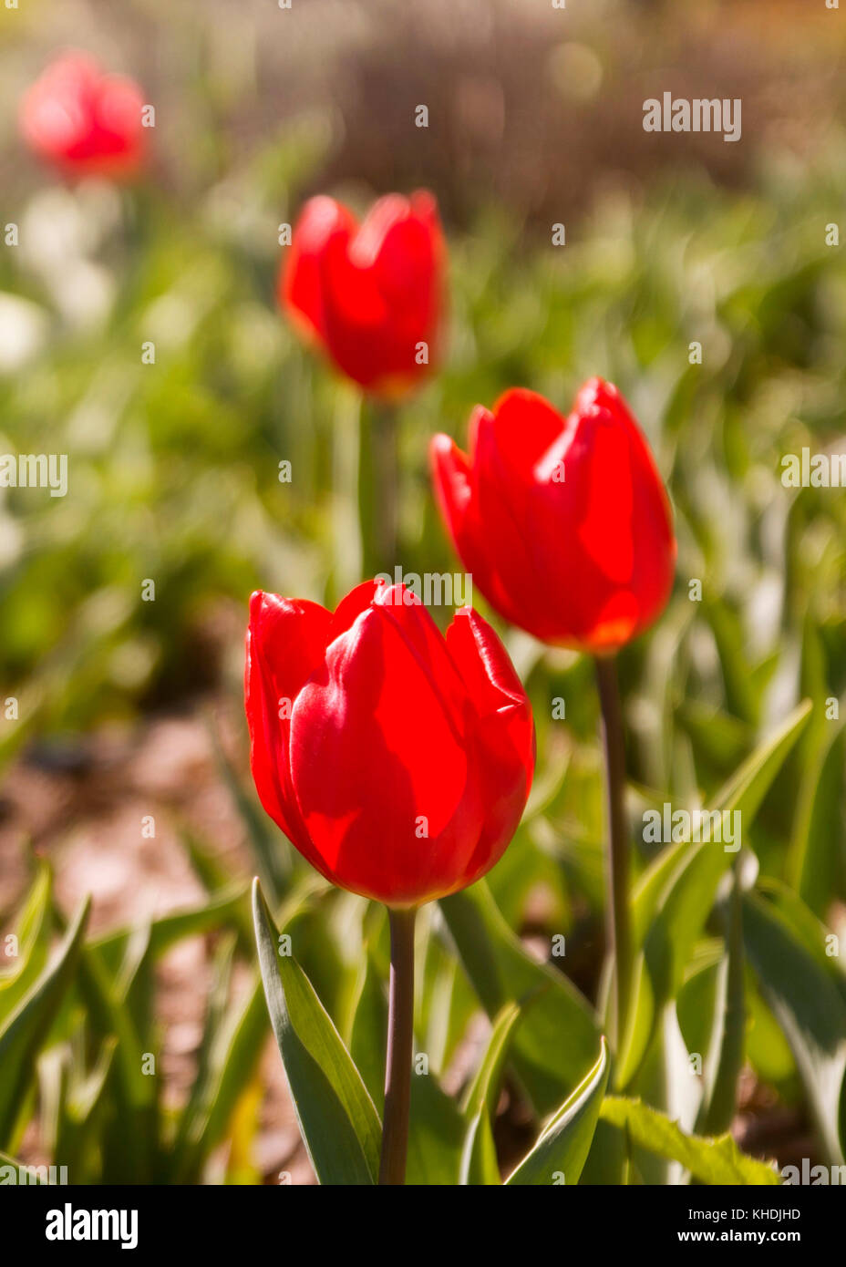 Beautiful spring tulip garden Stock Photo - Alamy