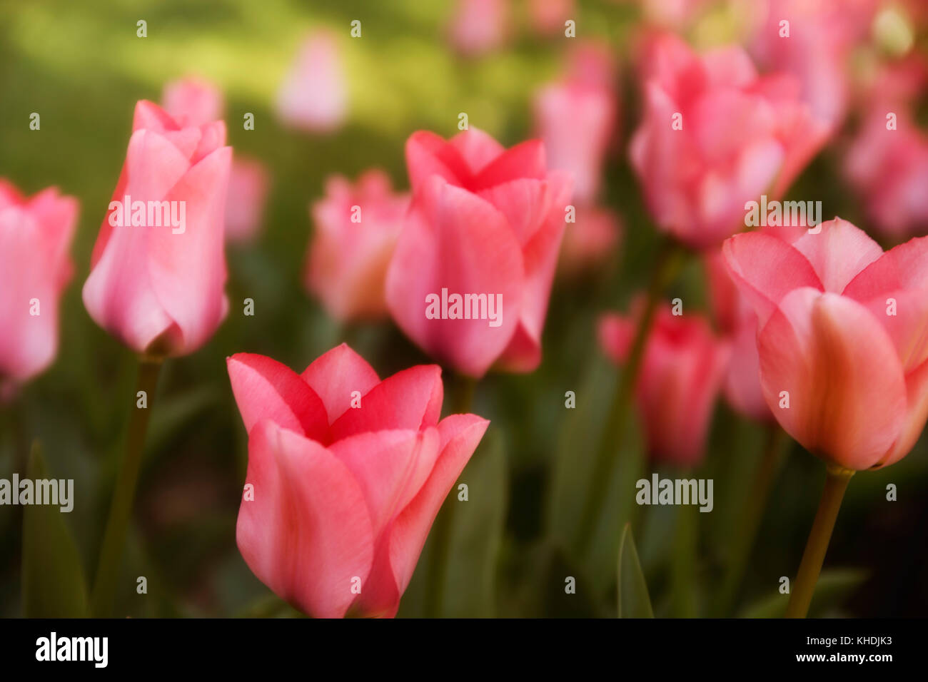 Beautiful spring tulip garden Stock Photo - Alamy