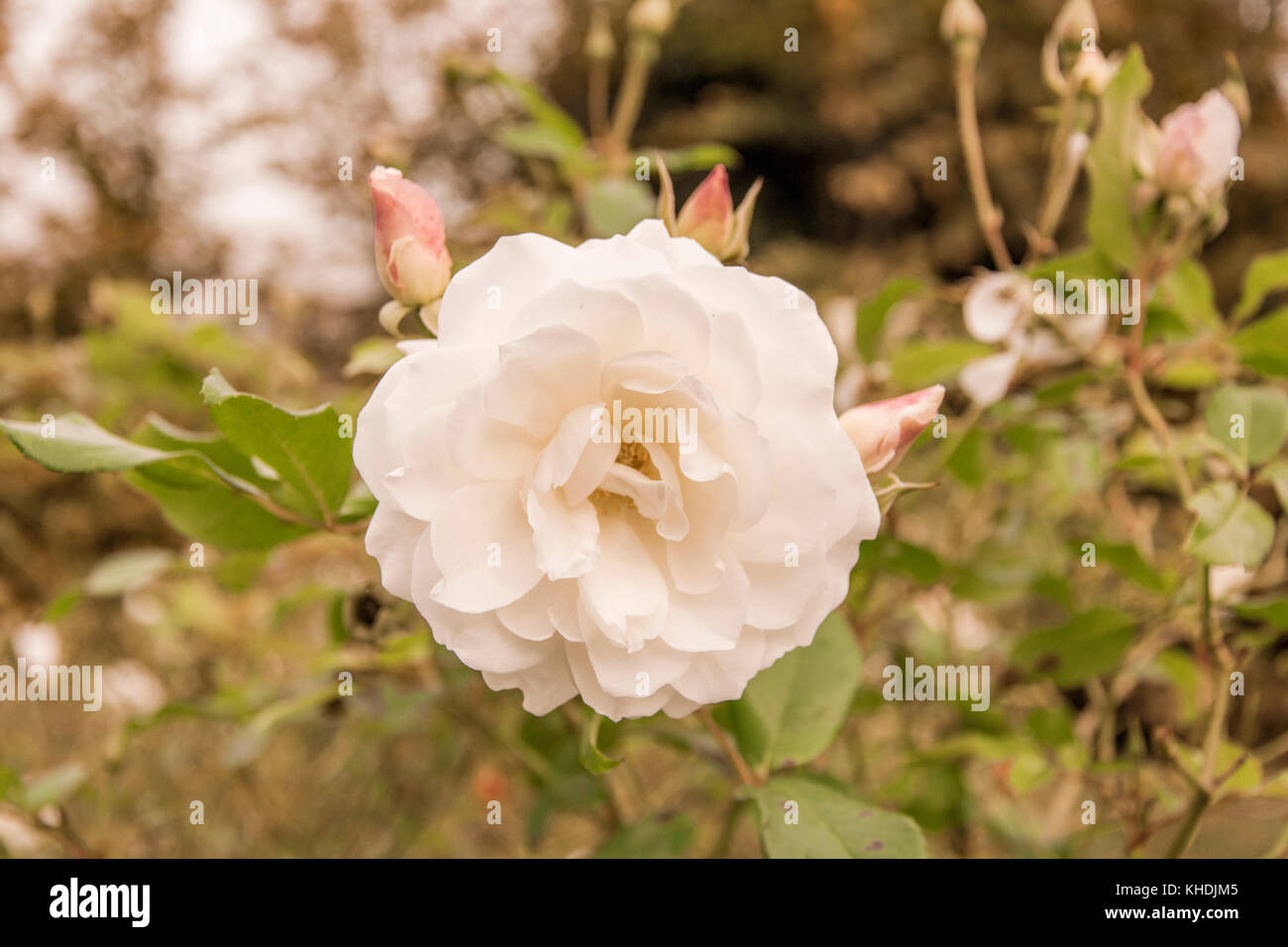 Romantic white rose Stock Photo - Alamy