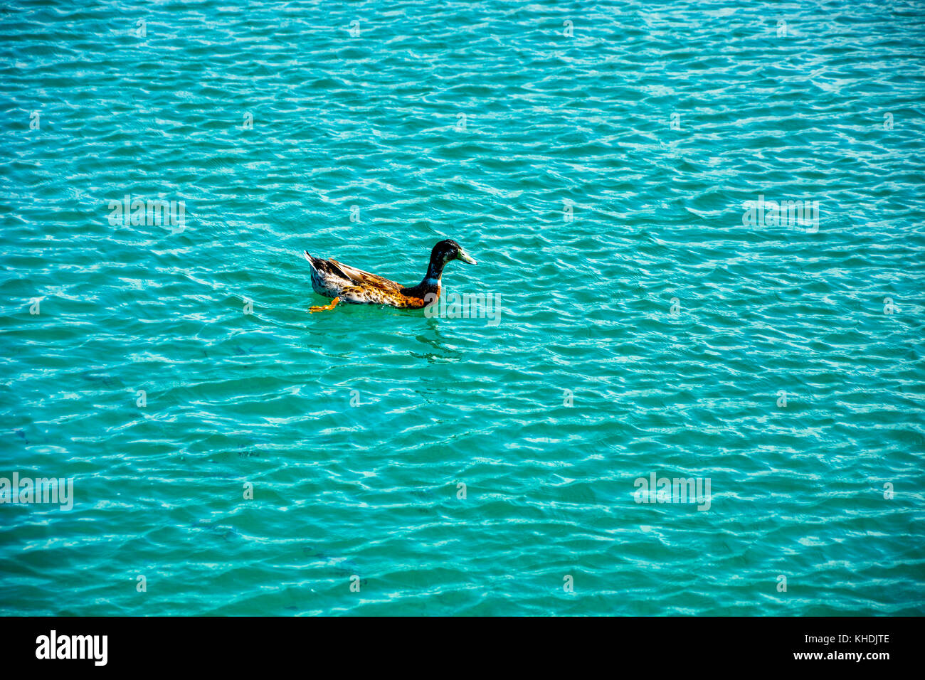 Beautiful duck in the sea Stock Photo - Alamy