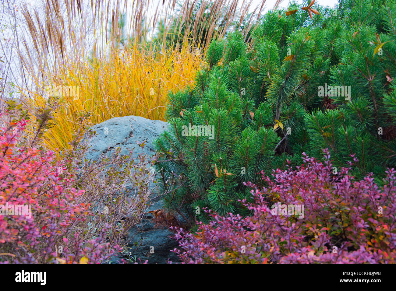 Colorful gardens, pine tree Stock Photo - Alamy