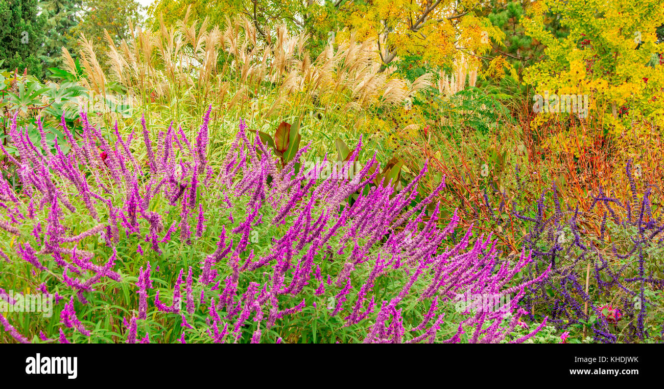 Colorful gardens, pine tree Stock Photo - Alamy