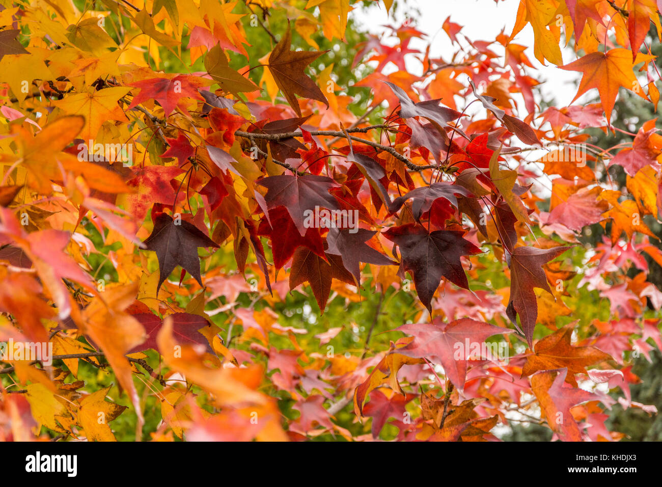 Amazing fall leaves background Stock Photo - Alamy