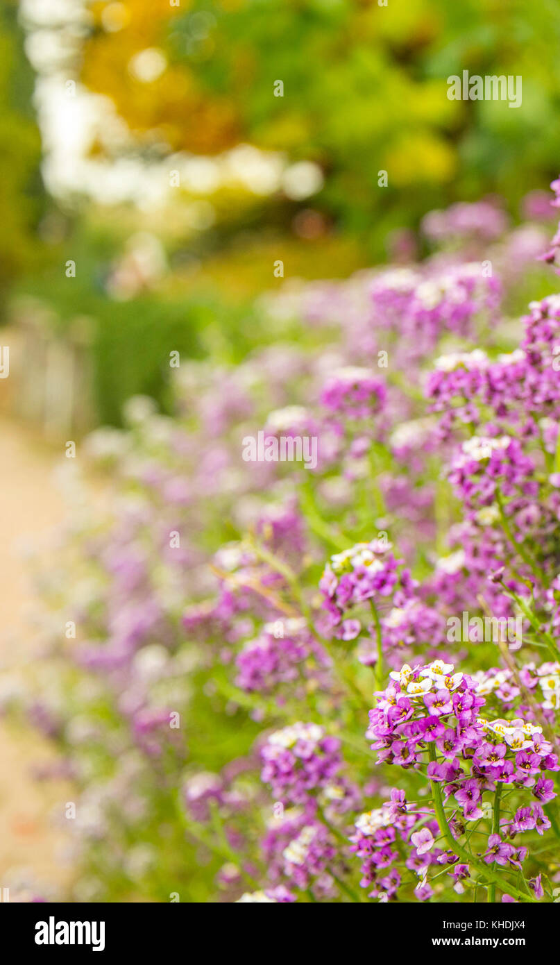 Beautiful pink verbena officinalis, vervain, lantana Stock Photo - Alamy