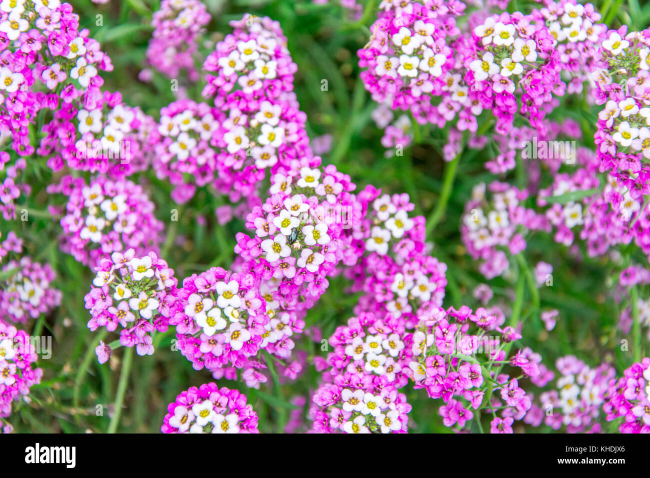 Beautiful pink verbena officinalis, vervain, lantana Stock Photo - Alamy