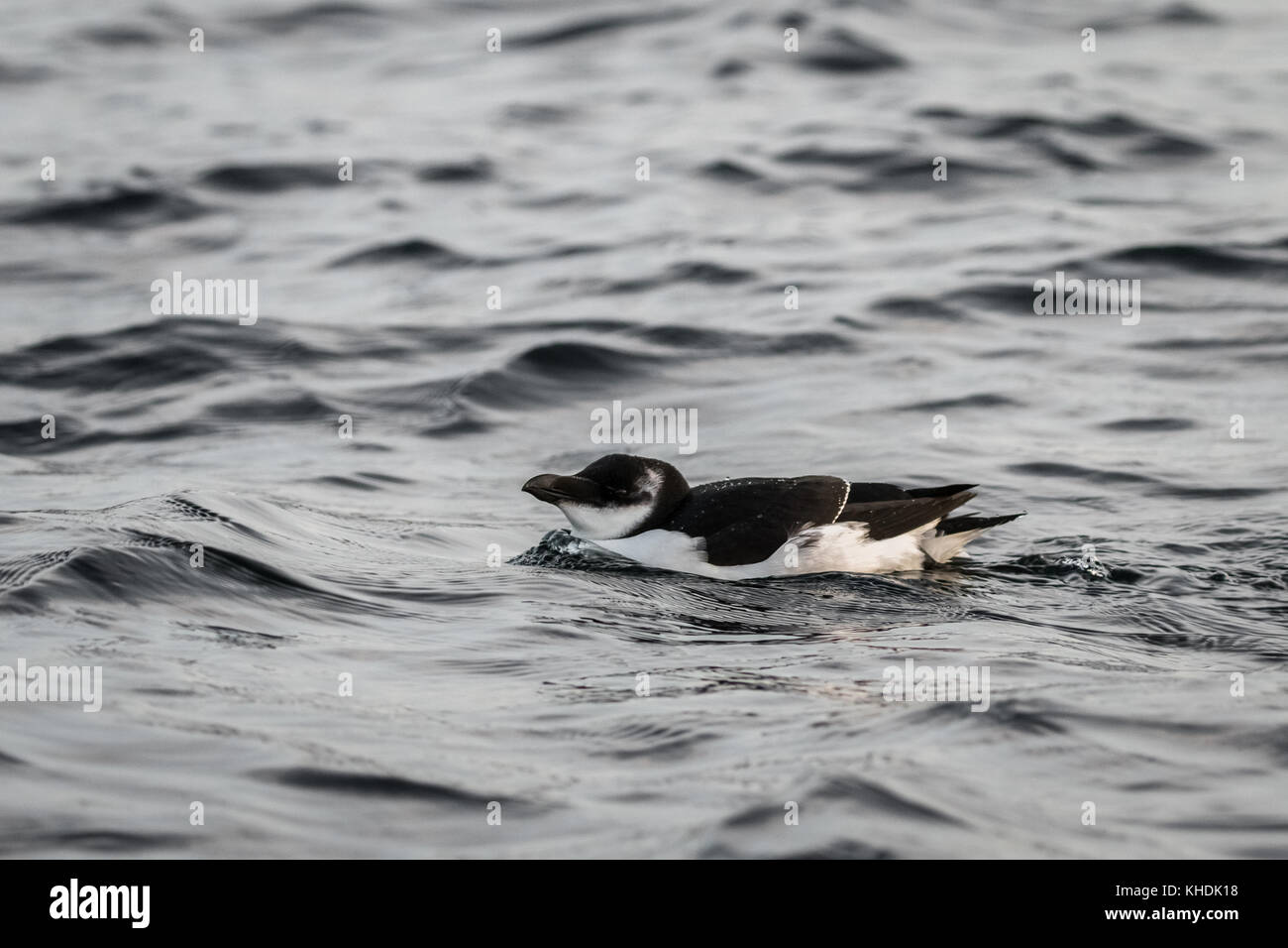 Razorbill, Alca torda, black and white bird lying in the sea Stock ...