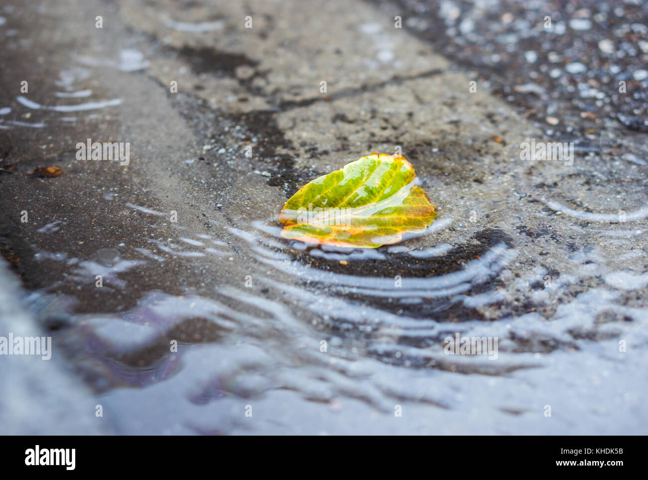 Rain drops falling on leaves hi-res stock photography and images - Alamy