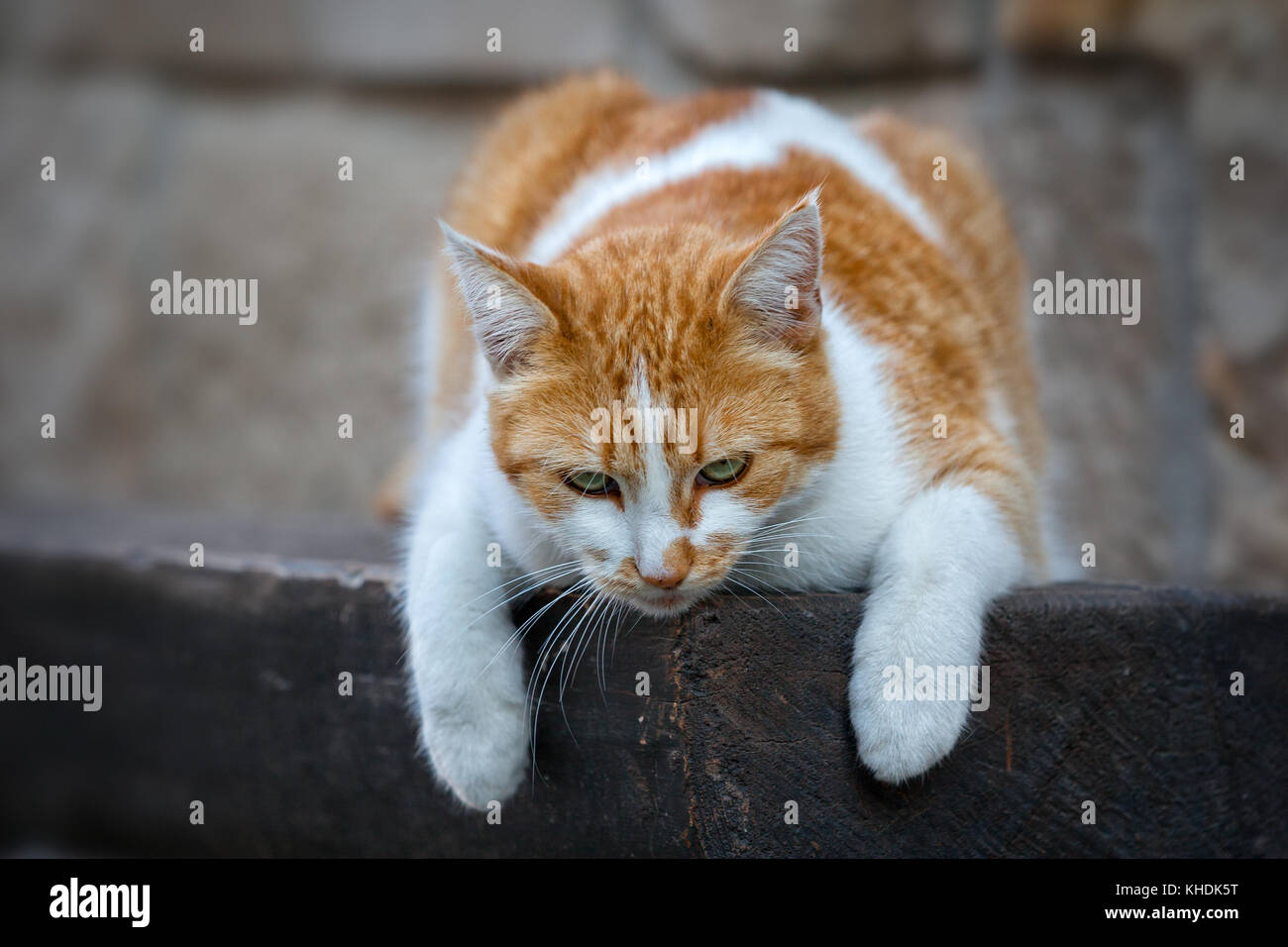 Kater katze hi-res stock photography and images - Alamy