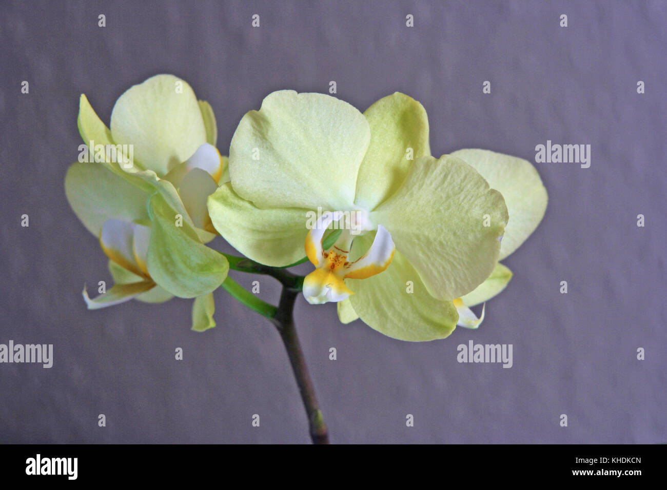 A cream colored Phalaenopsis or Moth Orchid on a light background Stock ...